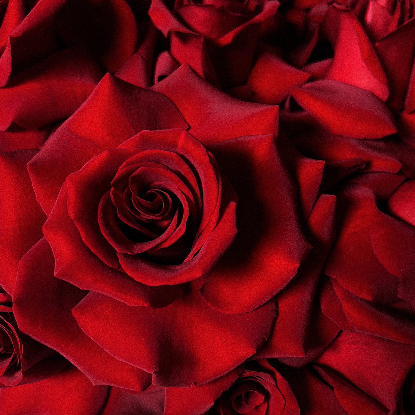 Beyond Beautiful - Red – ERIC BUTERBAUGH
